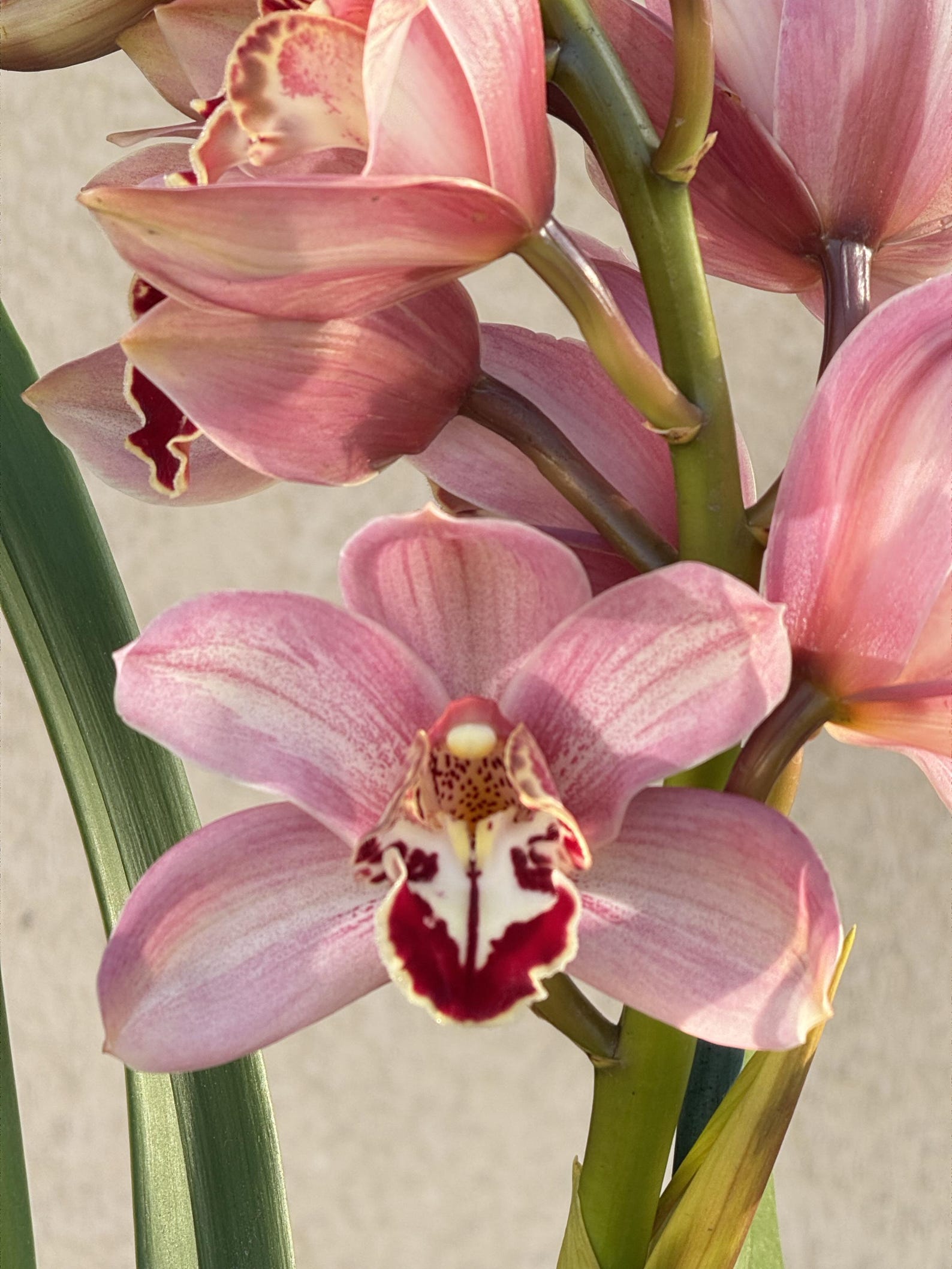 Cymbidium Barrita Quash 'jessie'. - Etsy