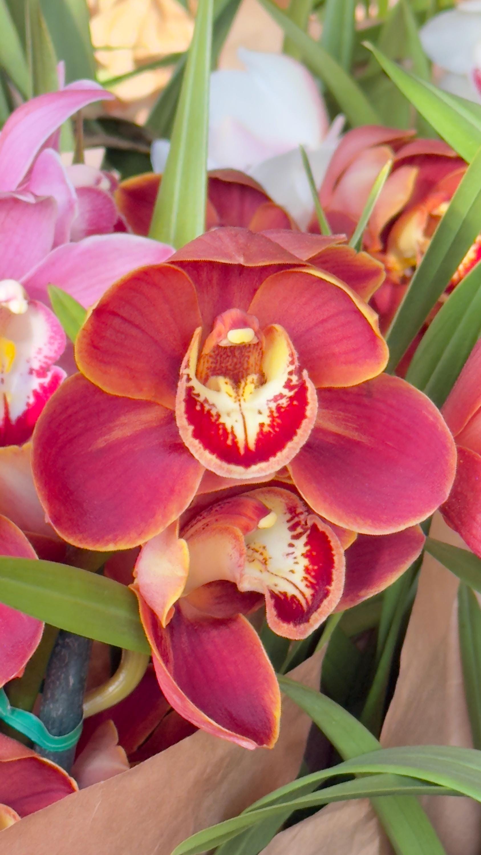 Cym. Barrita Toffee ‘copper Red’, Blooming Size, 4 Inches Flowers, Very ...