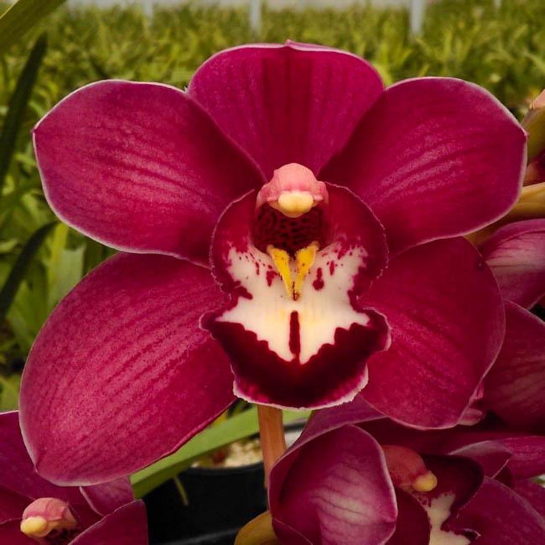 Cymbidium Barrita Nettle 'lip Solid' - Etsy