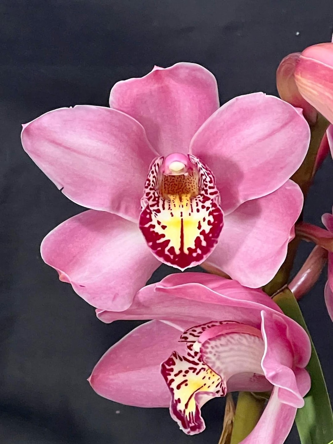 Cymbidium Barrita Sanguine 'pink' - Etsy