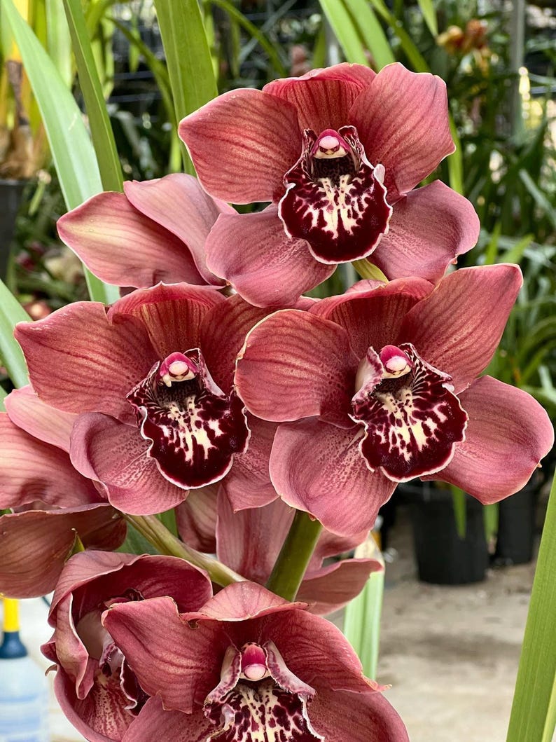 Cymbidium Barrita Flame black 2-3 Bulbs Division - Etsy