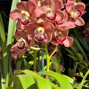 Cymbidium Barrita Magic 'deep Brown'. - Etsy