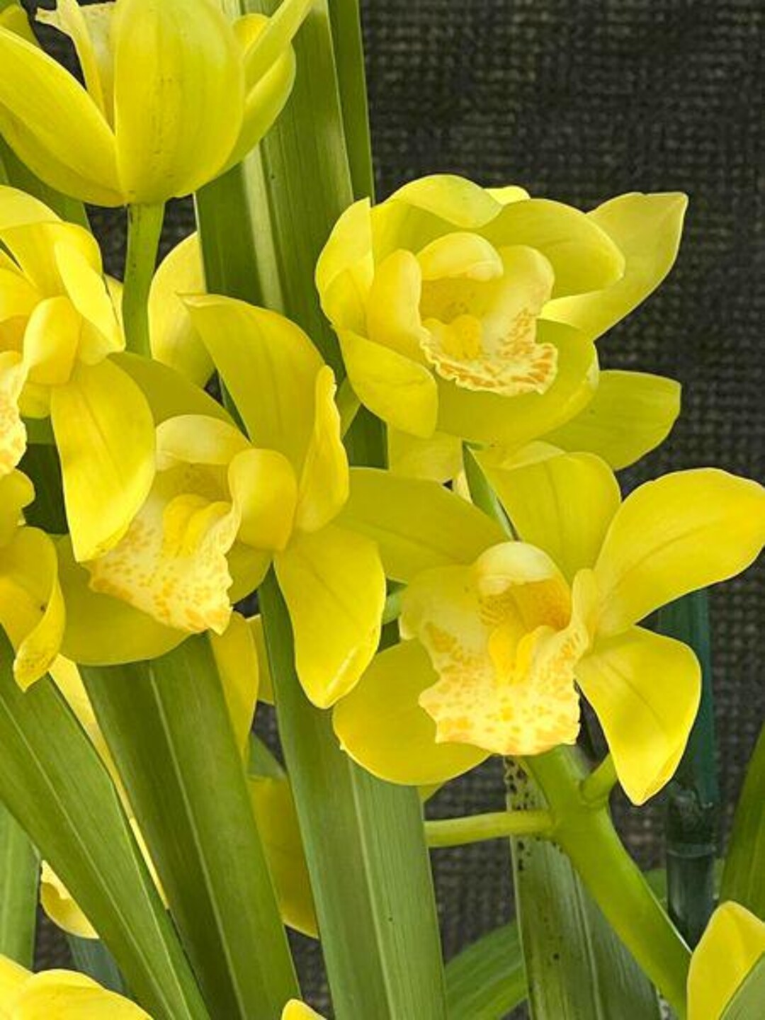 Cymbidium Foxfire Mini Pharaoh ‘malcome’. Super Fragrant. - Etsy