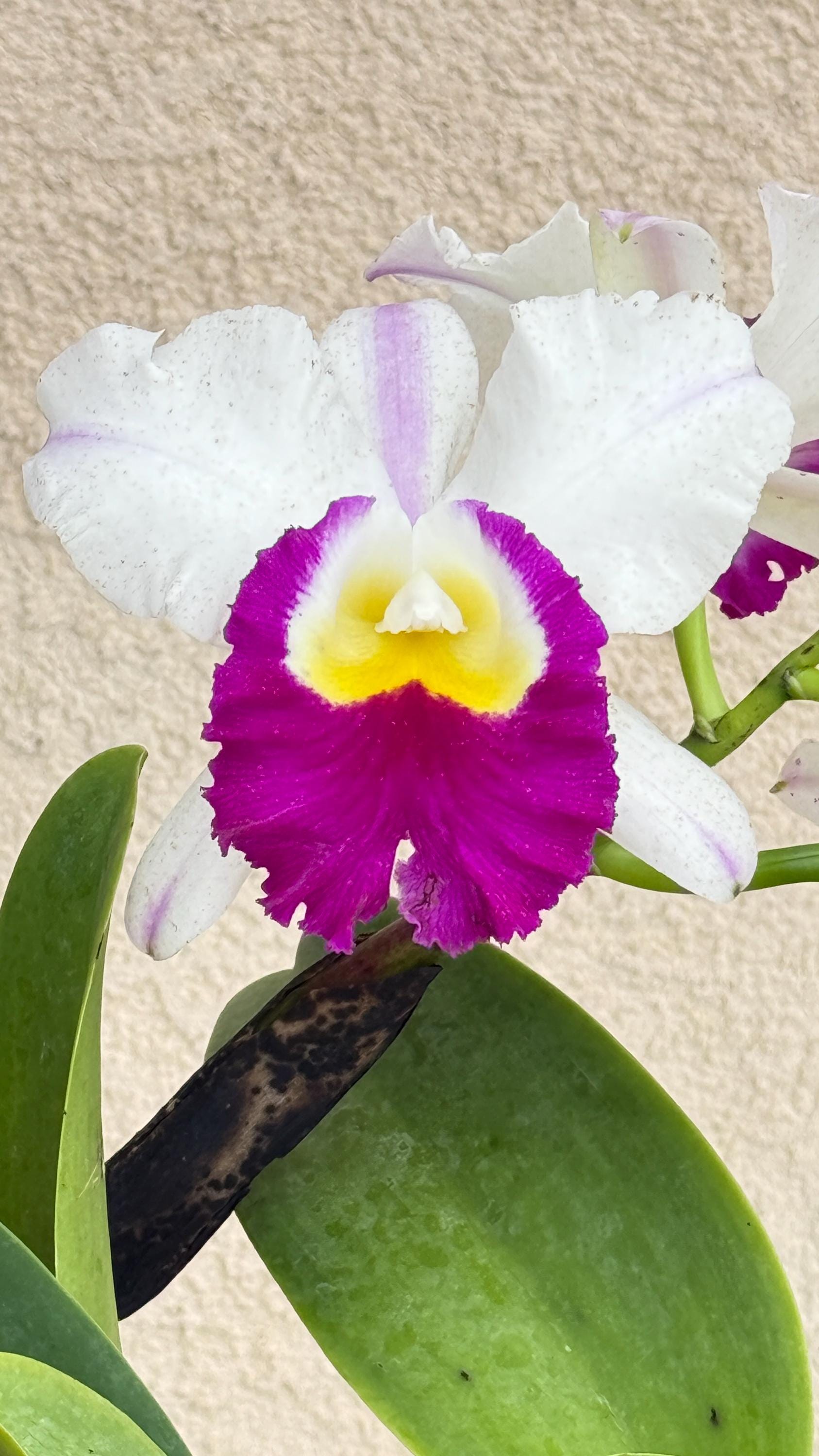 Blc. Anna Balmores ‘carmela’. Fragrant (3-4 Pseudobulbs Division). - Etsy