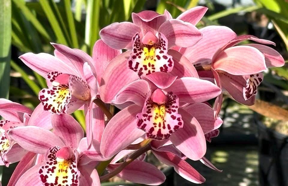 Cymbidium Barrita Suspense 'soft Pink' - Super Fragrant - Etsy