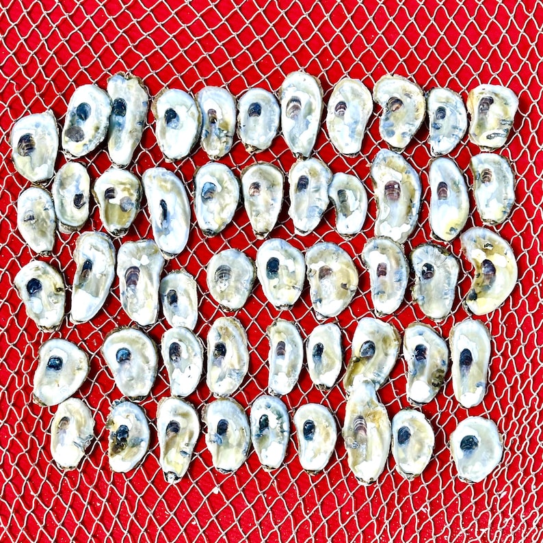 50 Count (FLATS) Chesapeake Bay Oyster Shells - Etsy