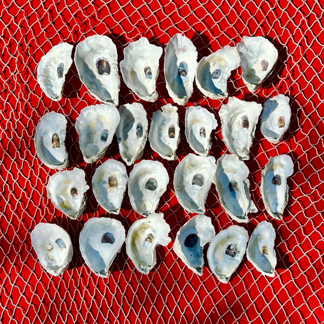 25 Count (CUPS) Chesapeake Bay Oyster Shells. - Etsy