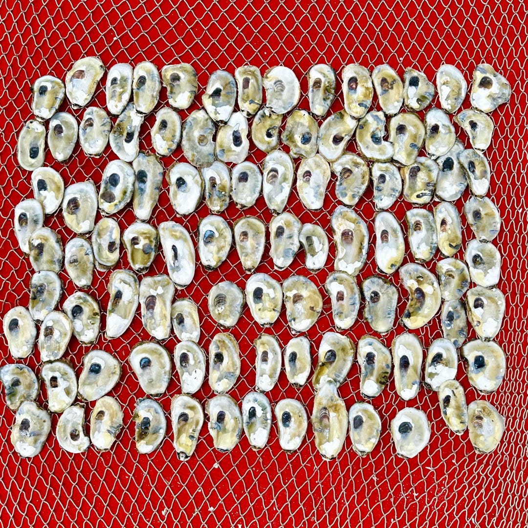 100 Count (FLATS) Chesapeake Bay Oyster Shells - Etsy