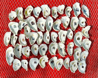 50 Count (FLATS) Chesapeake Bay Oyster Shells - Etsy
