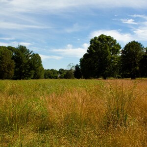 Meadows - Etsy
