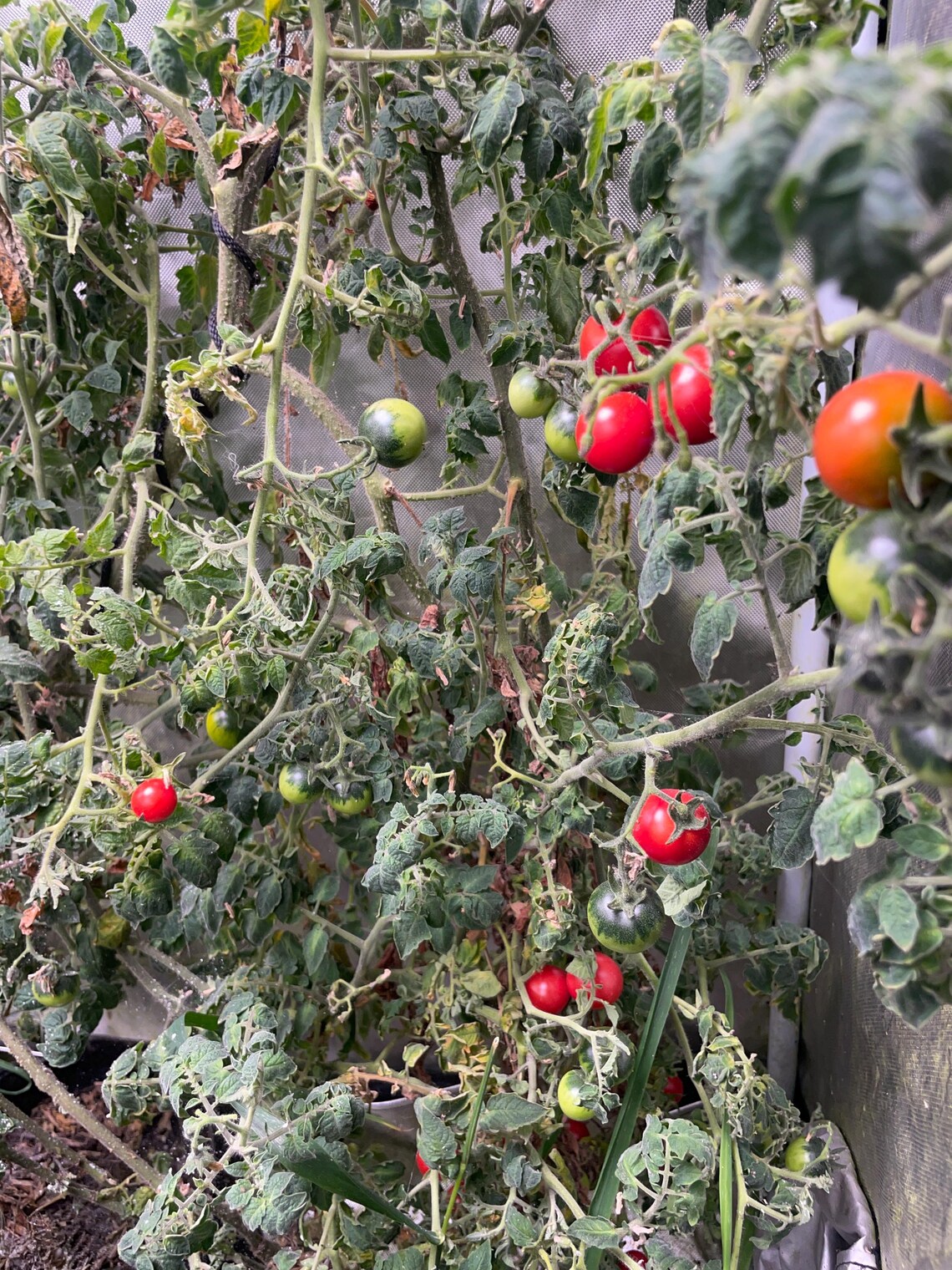 Organic Red Cherry Tomato Seeds– Heirloom-derived, Indoor-selected - Etsy