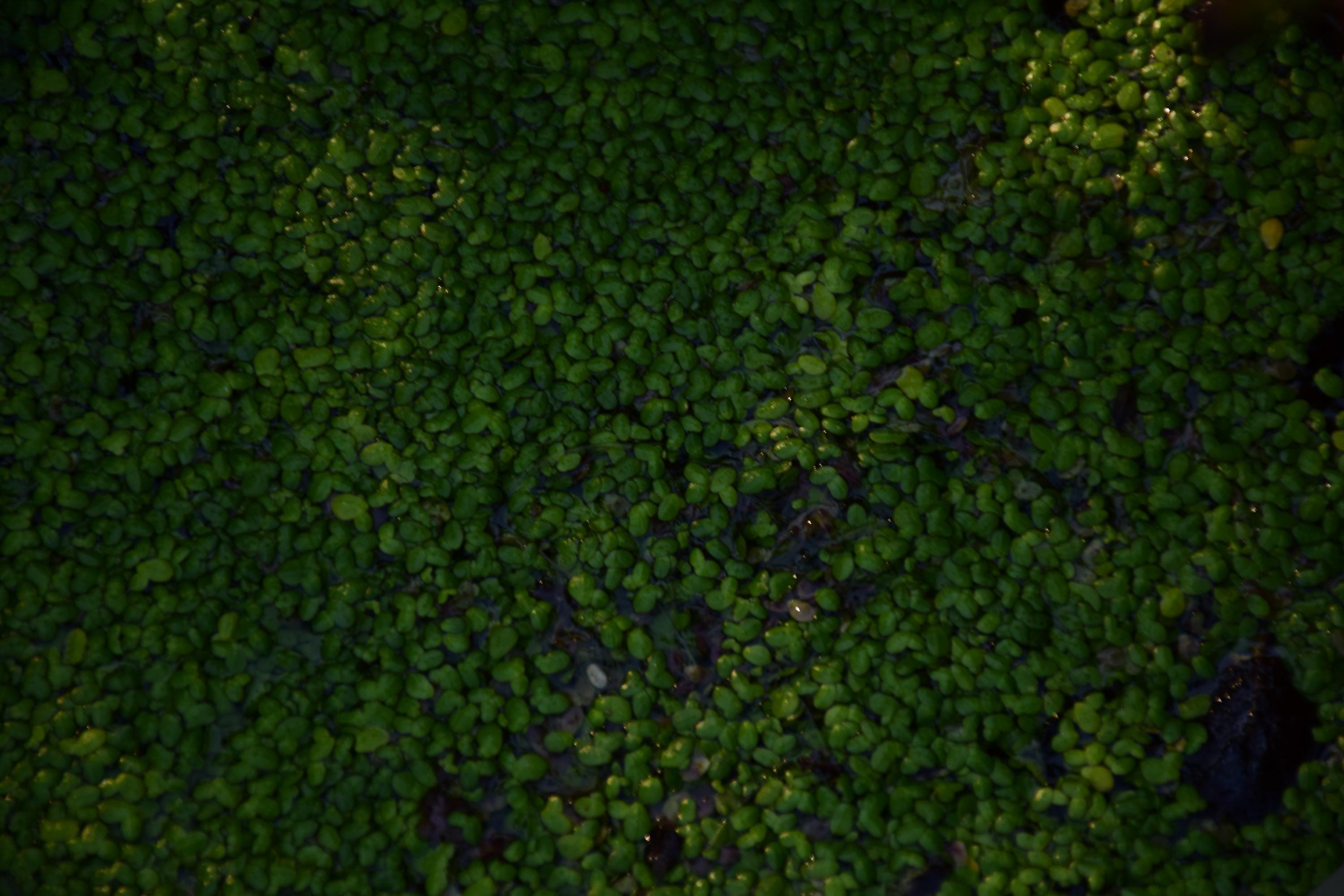 Common Duckweed, Lemna Minor - Etsy
