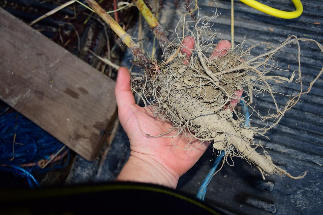 Yellow Dock Root - Etsy