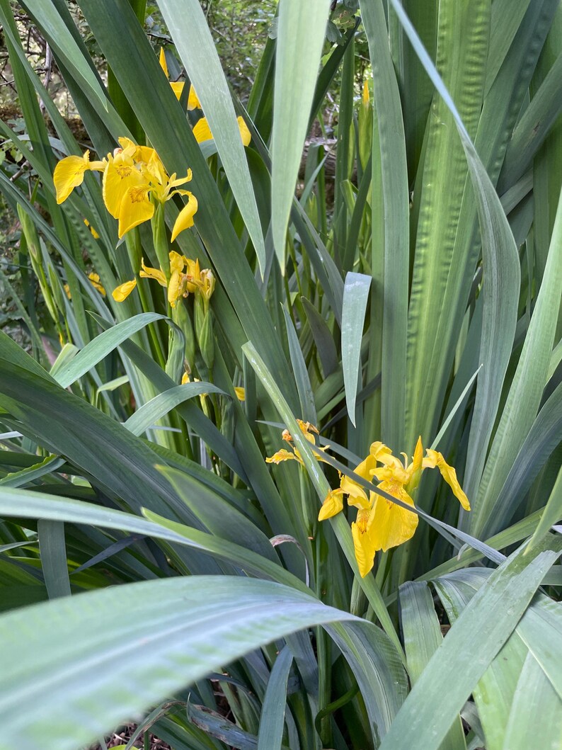 Yellow Flag Iris Plant (bare Root) - Etsy