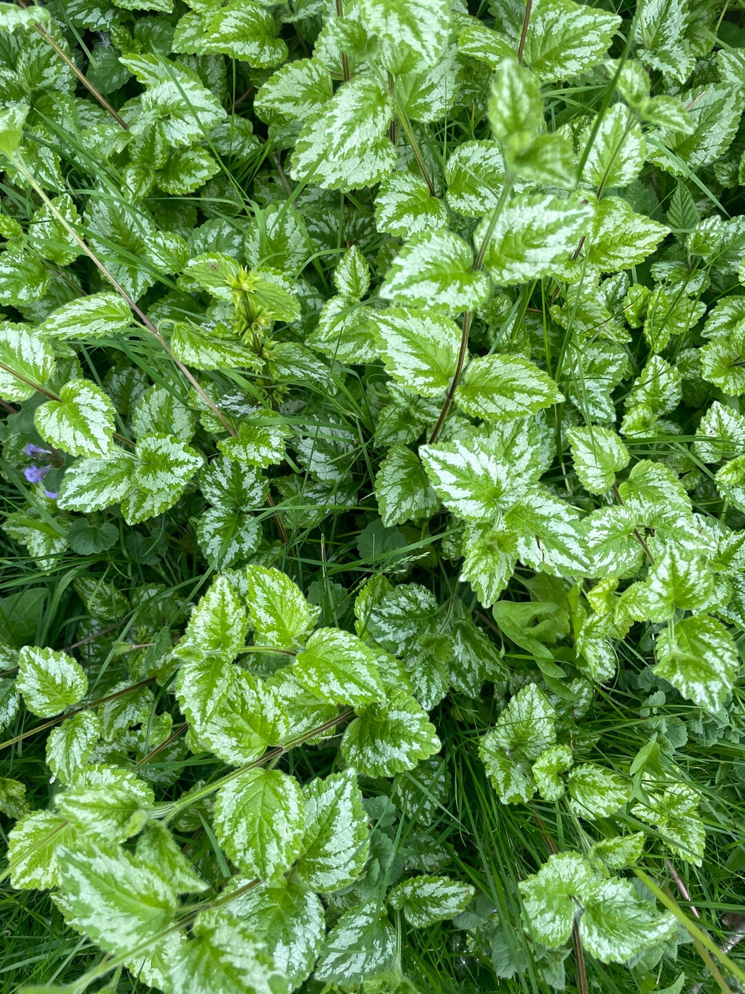 Lamium Yellow Archangel - Spotted Nettle - Ground Cover - 5 Bare Root ...