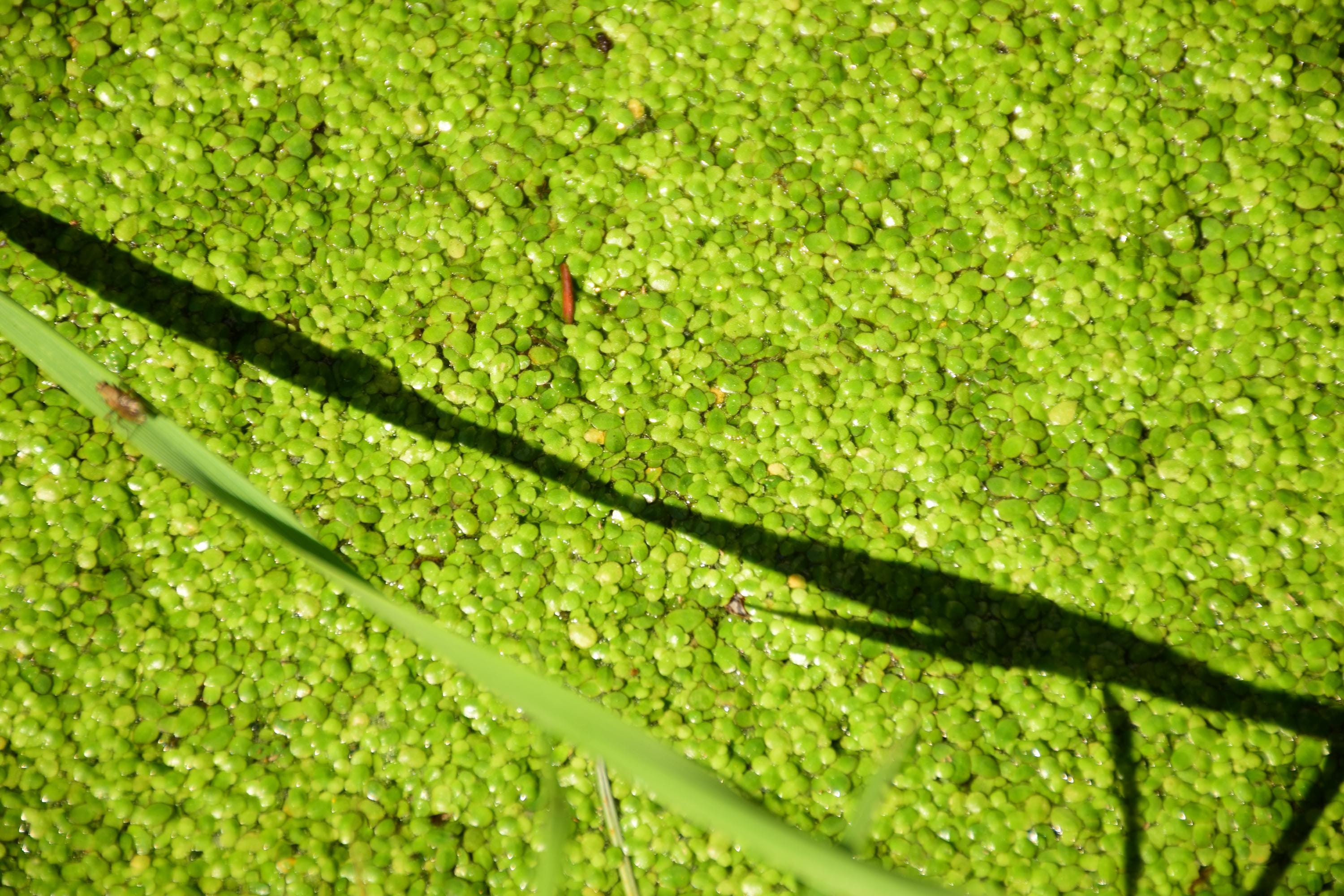 Common Duckweed, Lemna Minor - Etsy