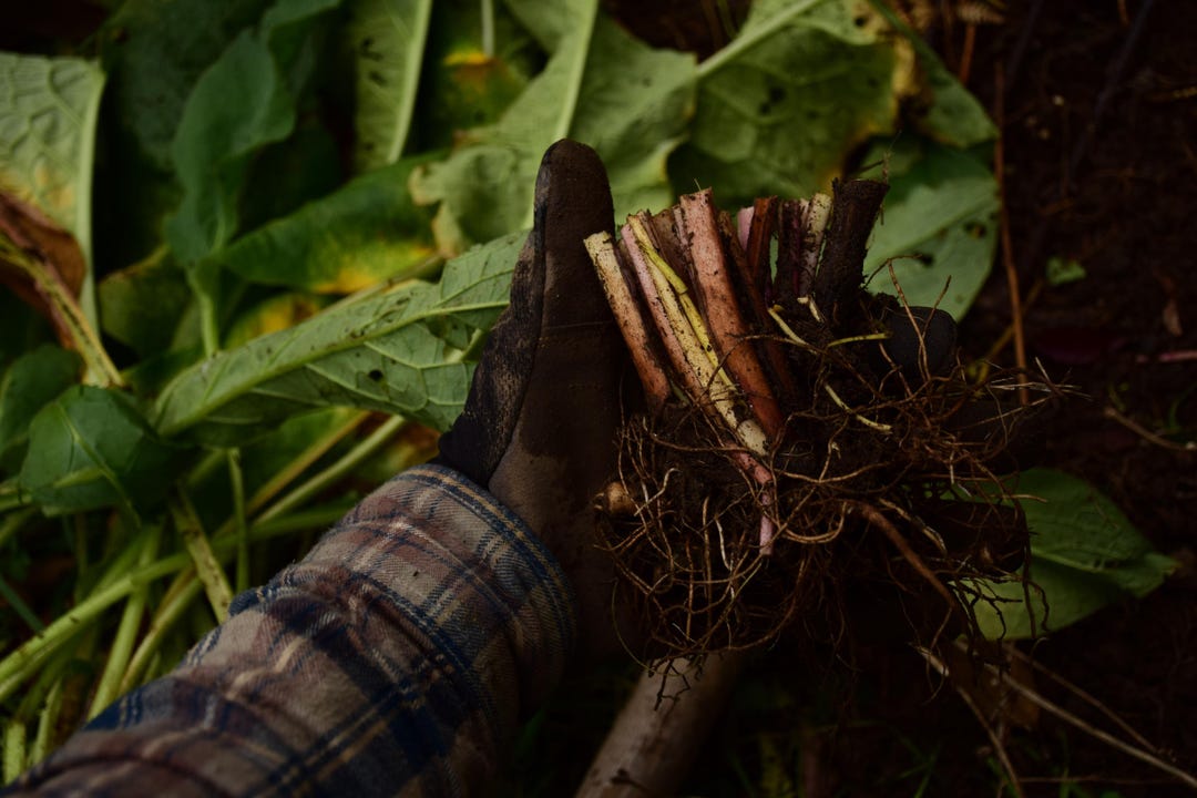 Comfrey Crown, Russian Bocking 14, Grown Organically in WA State - Etsy