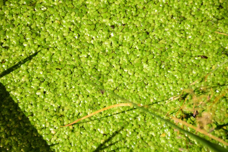 Common Duckweed, Lemna Minor - Etsy