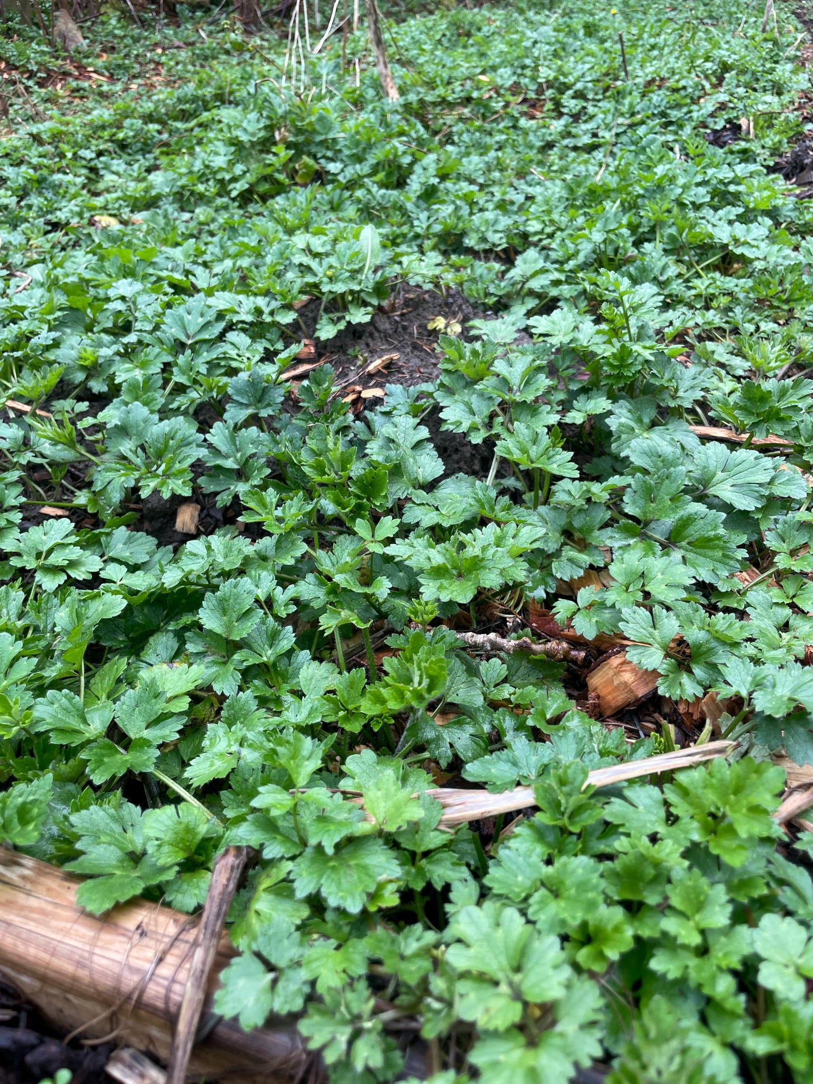 10 Creeping Buttercup Plants (ranunculus Repens) – Hardy Ground Cover ...