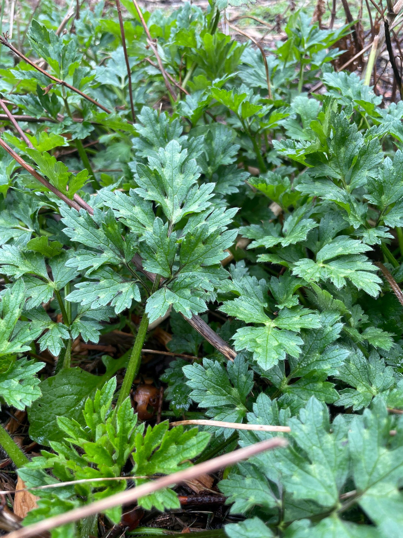 10 Creeping Buttercup Plants (ranunculus Repens) – Hardy Ground Cover ...