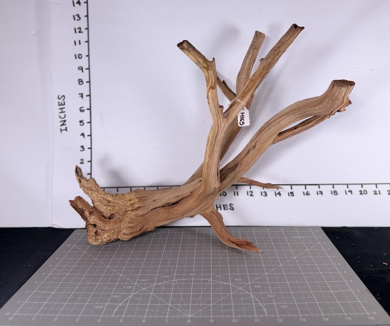 Natural Driftwood Large Aquarium, Terrarium Paludarium - Etsy