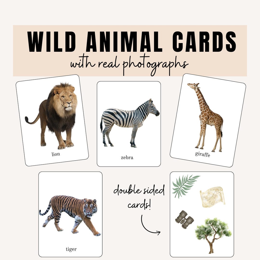 Safari Wild Animal Cards (real Photos) | Montessori Flash Cards ...