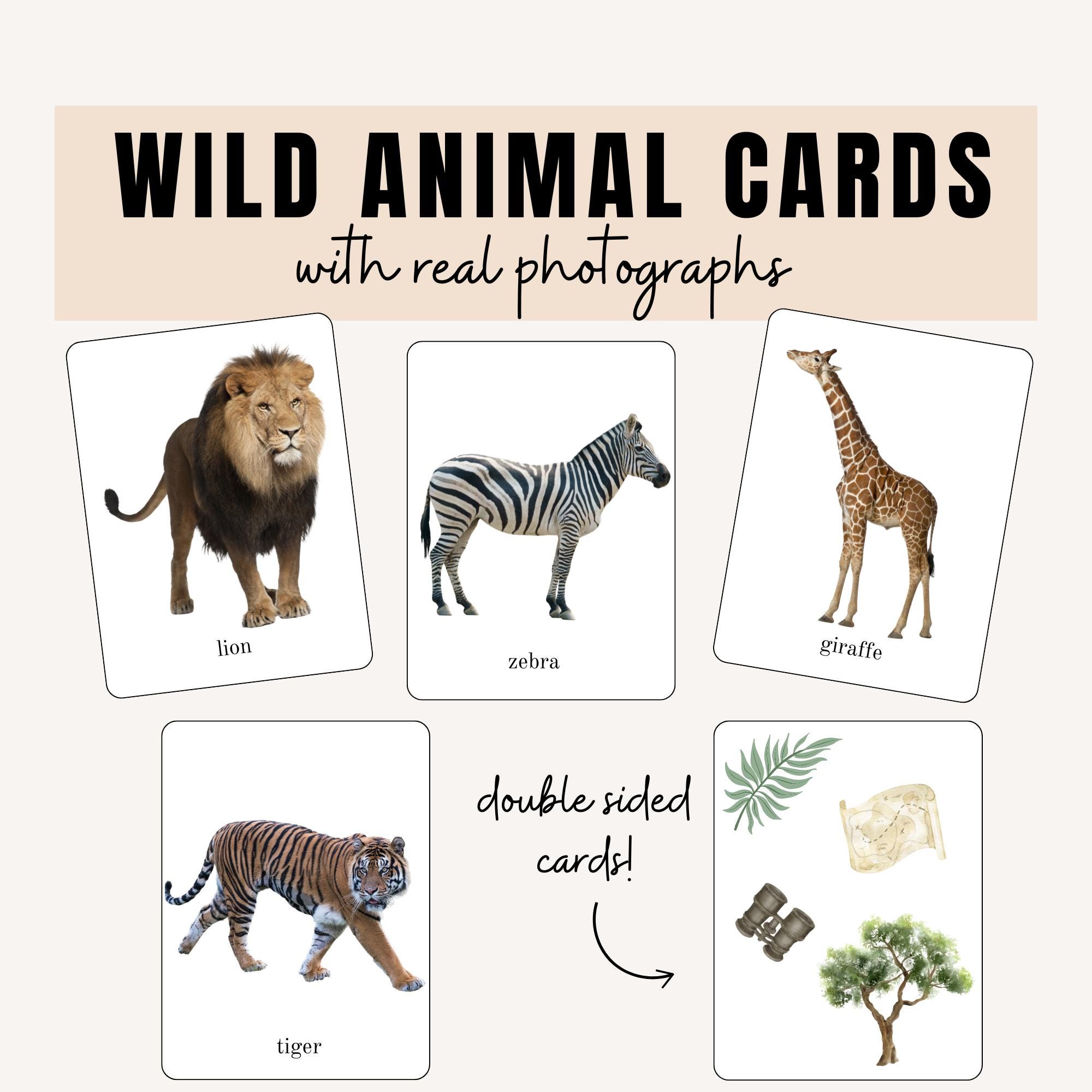 Safari Wild Animal Cards (real Photos) | Montessori Flash Cards ...