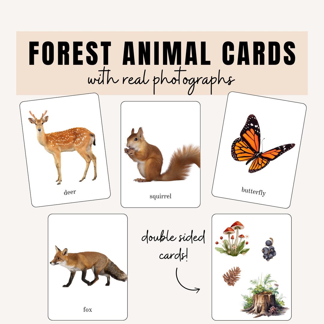 Forest Animal Cards (real Photos) | Montessori Flash Cards | Teaching ...