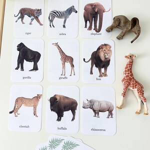 Safari Wild Animal Cards (real Photos) | Montessori Flash Cards ...