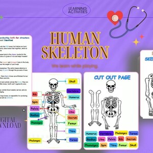 Human Skeleton Busy Book Page, Printable Montessori Materials, Kids ...