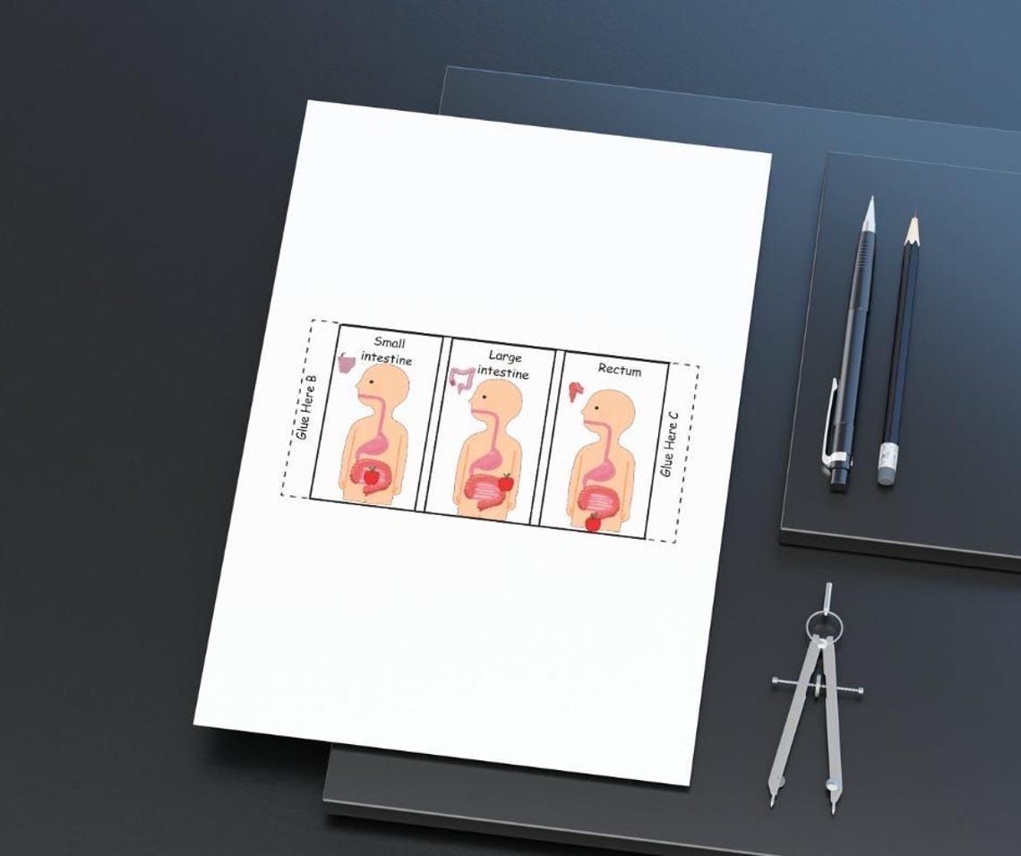 Human Body Digestive System Foldable Sequencing Activities for Kids ...