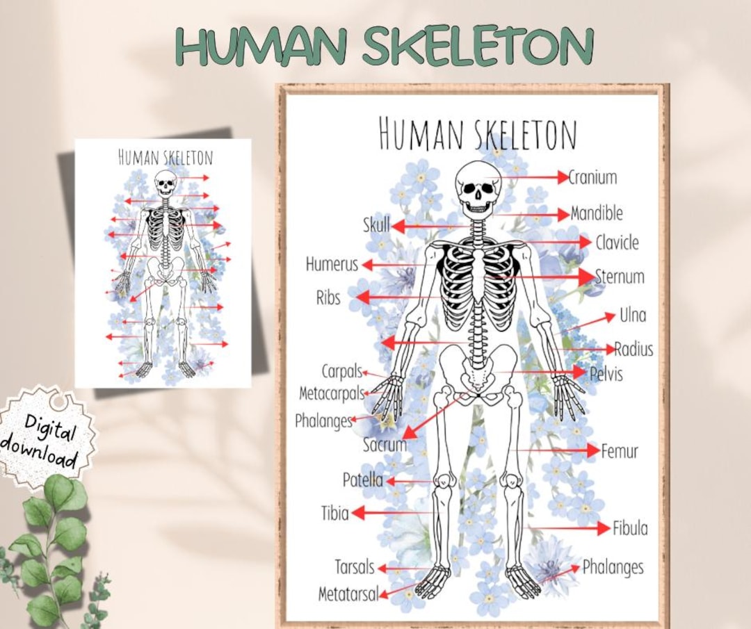 Human Skeleton Worksheet Printable | Anatomy Bones Labeling Activity ...