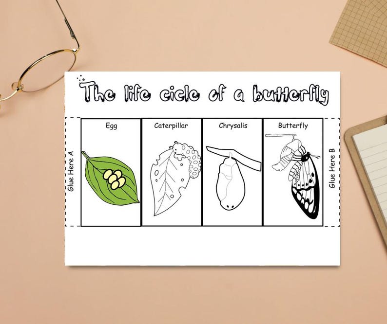 Butterfly Life Cycle Foldout Coloring Page – Fun Educational Activity ...