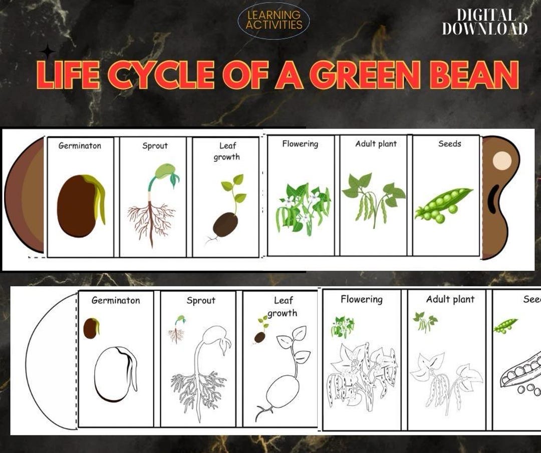 Life Cycle of a Plant Foldable, Science Lesson, Coloring Page Life ...