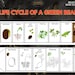 Life Cycle of a Plant Foldable, Science Lesson, Coloring Page Life ...