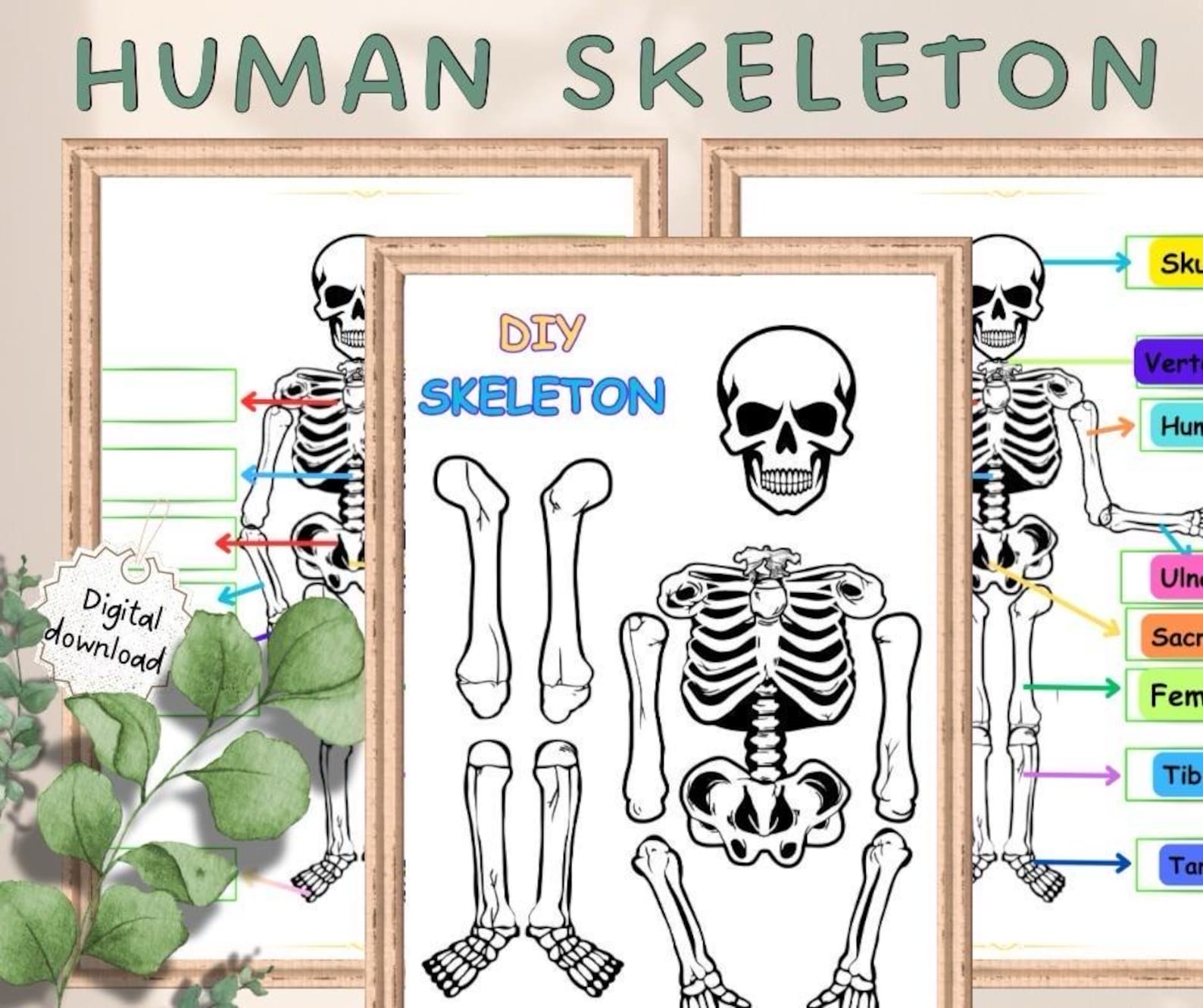 Human Skeleton Busy Book Page, Printable Montessori Materials, Kids ...