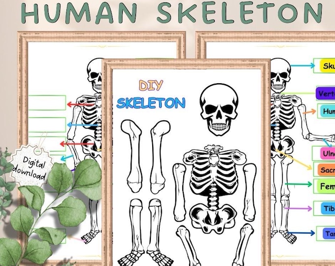 Skeleton Anatomy Activity | Printable Human Bones Lesson | Moving ...