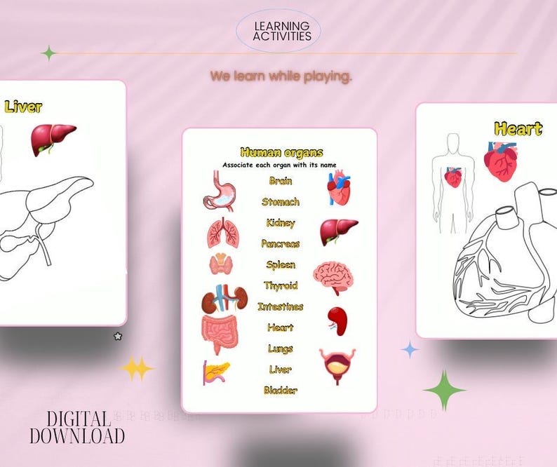 Human Body Organs, Human Body Coloring Pages, Human Anatomy, Coloring ...