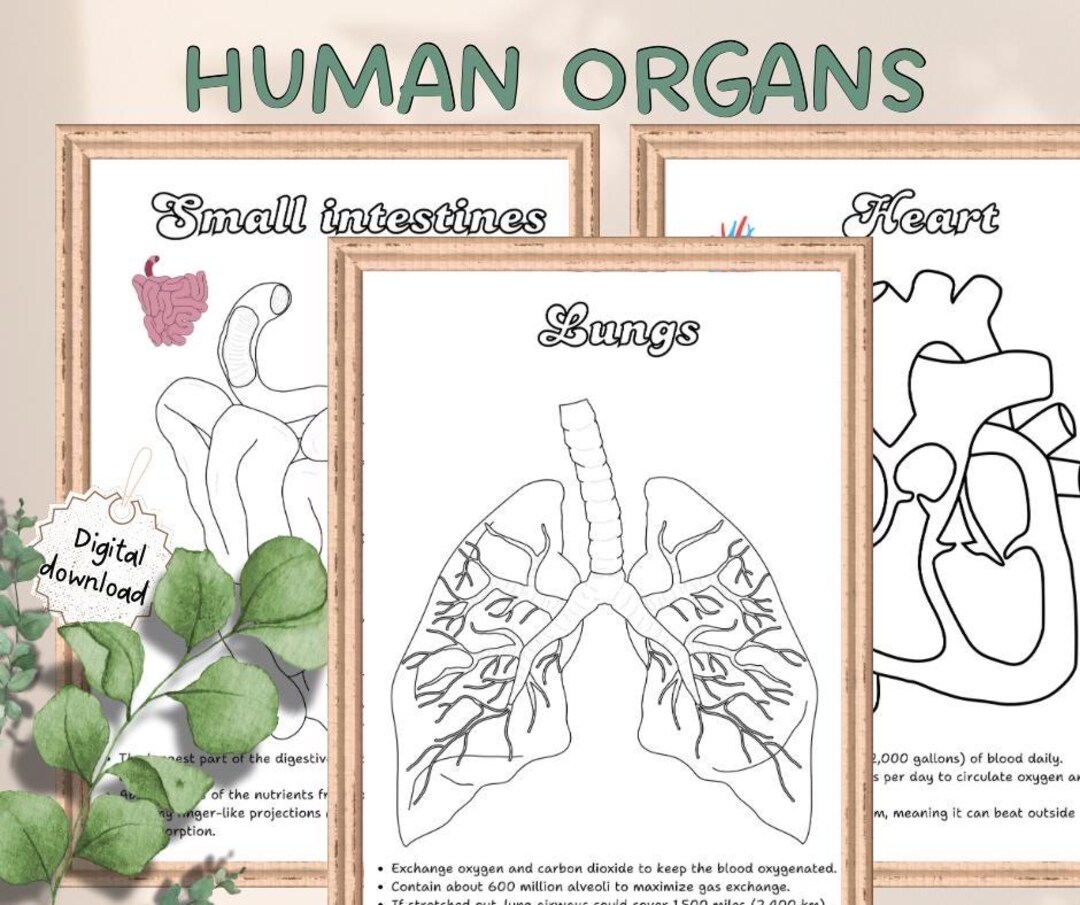 Human Organs Coloring Pages, Educational Anatomy, Anatomy for Kids ...