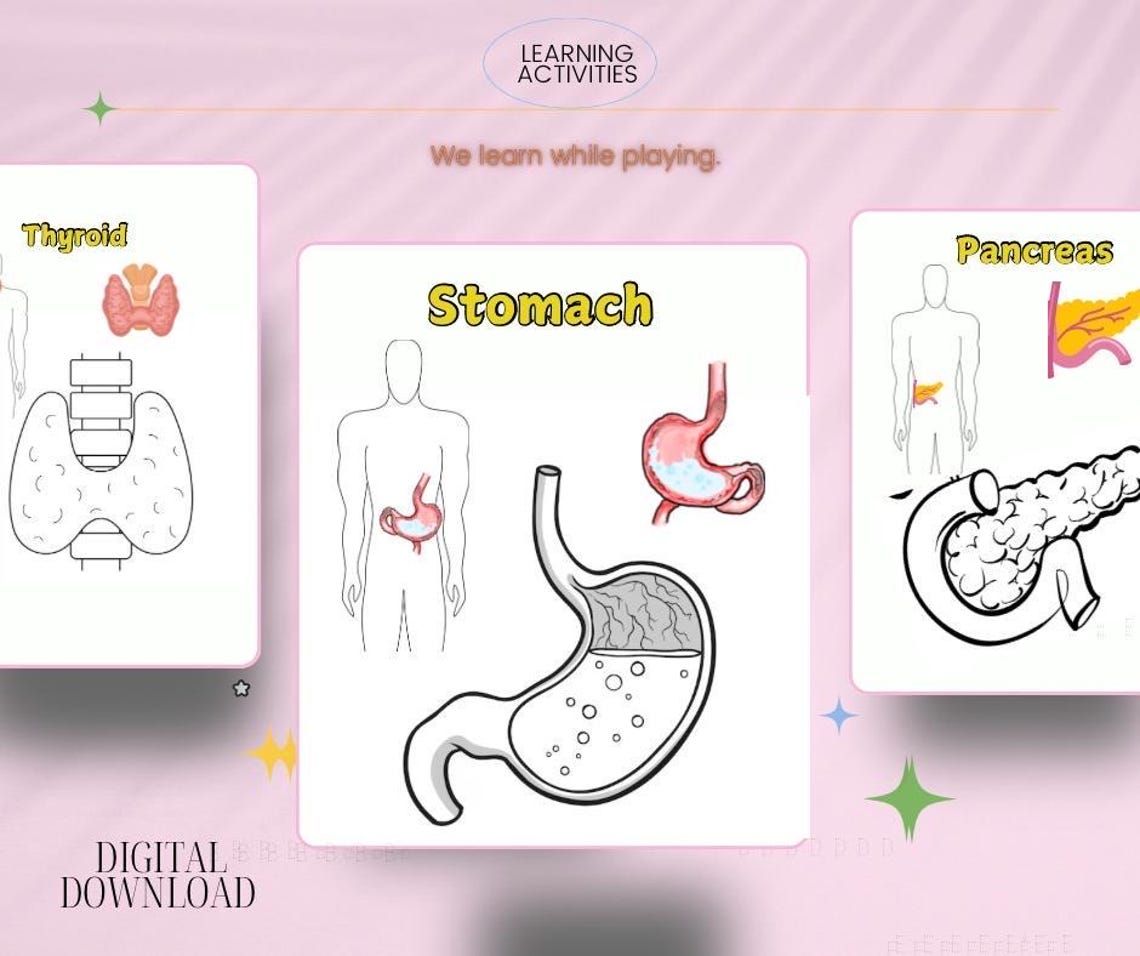 Human Body Organs, Human Body Coloring Pages, Human Anatomy, Coloring ...