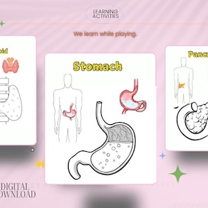 Human Body Organs, Human Body Coloring Pages, Human Anatomy, Coloring ...