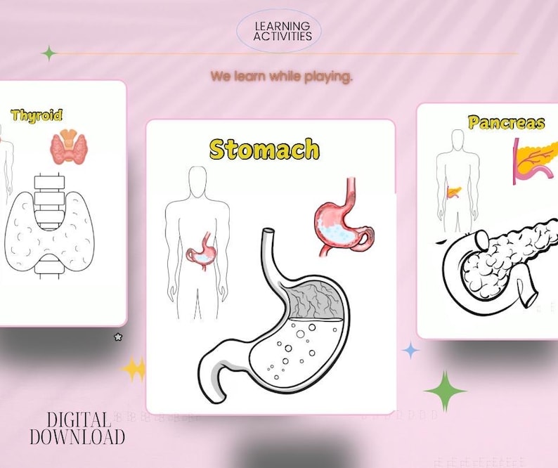 Human Body Organs, Human Body Coloring Pages, Human Anatomy, Coloring ...