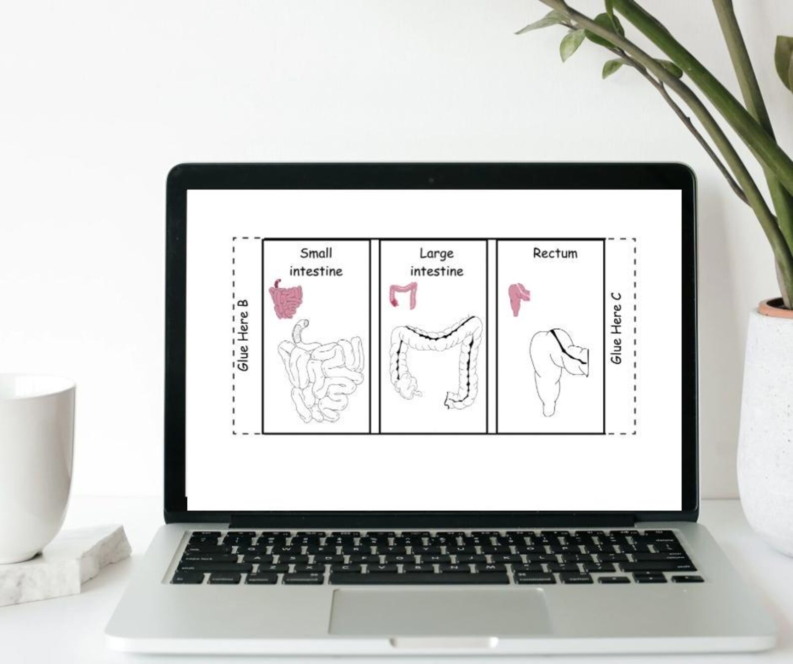 Human Body Digestive System Foldable Sequencing Activities for Kids ...