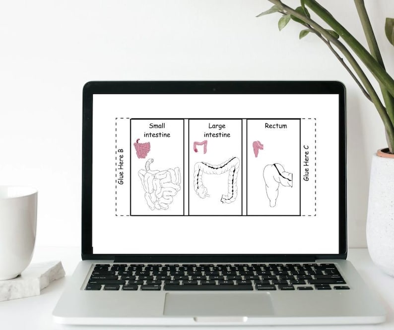 Human Body Digestive System Foldable Sequencing Activities for Kids ...