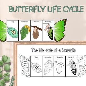 Butterfly Life Cycle Foldout Coloring Page – Fun Educational Activity ...