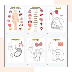 Human Body Organs, Human Body Coloring Pages, Human Anatomy, Coloring ...