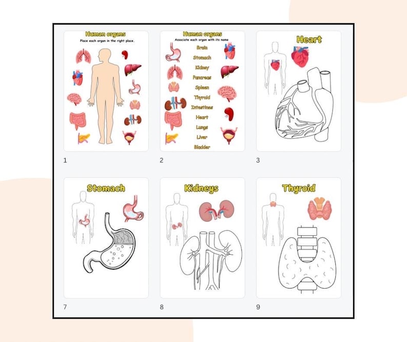 Human Body Organs, Human Body Coloring Pages, Human Anatomy, Coloring ...