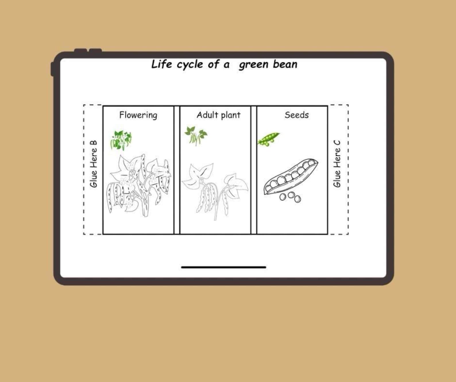 Life Cycle of a Plant Foldable, Science Lesson, Coloring Page Life ...