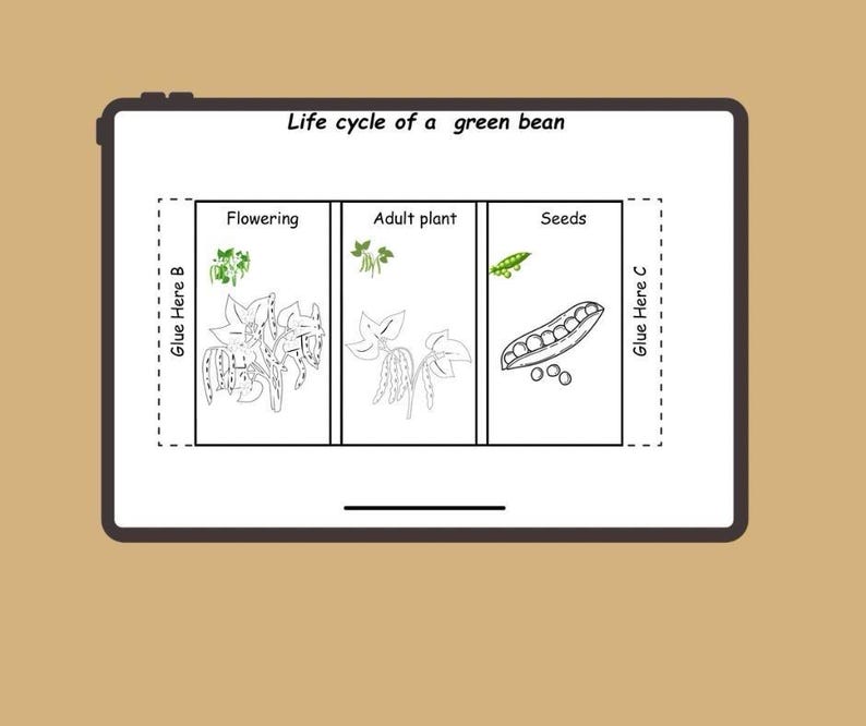 Life Cycle of a Plant Foldable, Science Lesson, Coloring Page Life ...