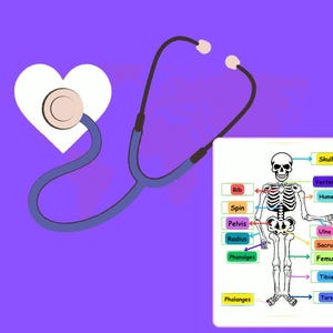 Human Skeleton Busy Book Page, Printable Montessori Materials, Kids ...